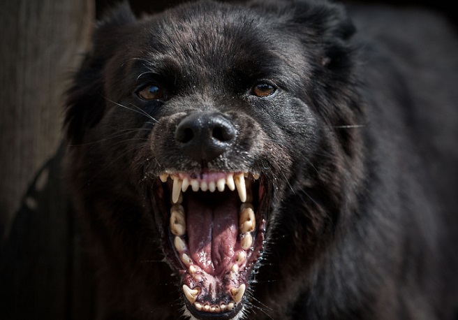 Are we always doing good with host dogs? - Everything About Pet