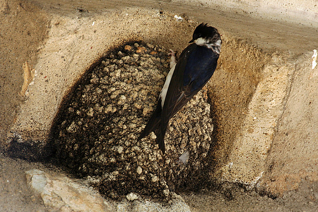 They put a heavy burden on bird savers - Everything About Pet