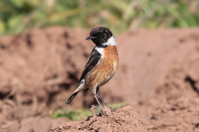 The gypsy girl became the winner - Everything About Pet